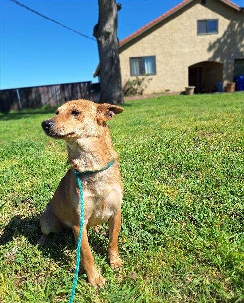 Adoptable Corgi Dogs | Chewy.com