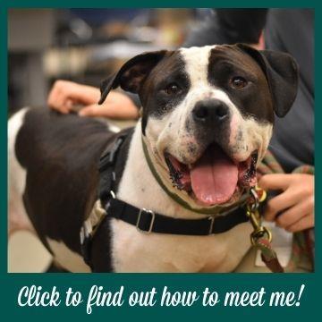 Adoptable Dogs & Puppies in Rochester, NY | Chewy.com
