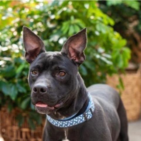 Adoptable Dogs & Puppies in Minneapolis, MN | Chewy.com