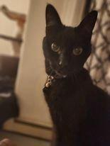 Adoptable Cats & Kittens in Worcester, MA | Chewy.com