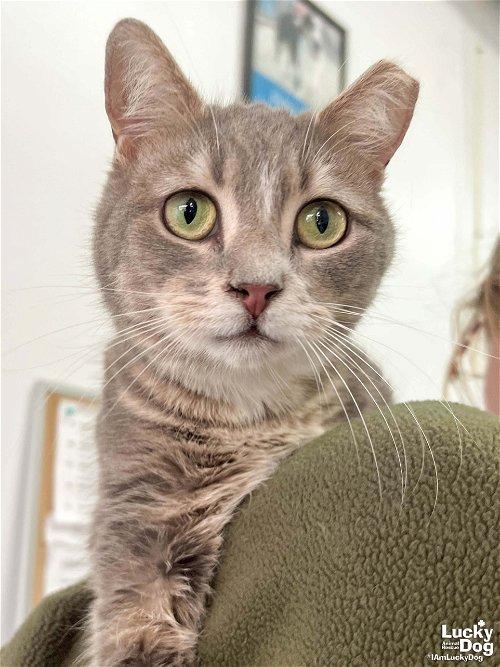 Adoptable Cats & Kittens in Arlington, VA | Chewy.com