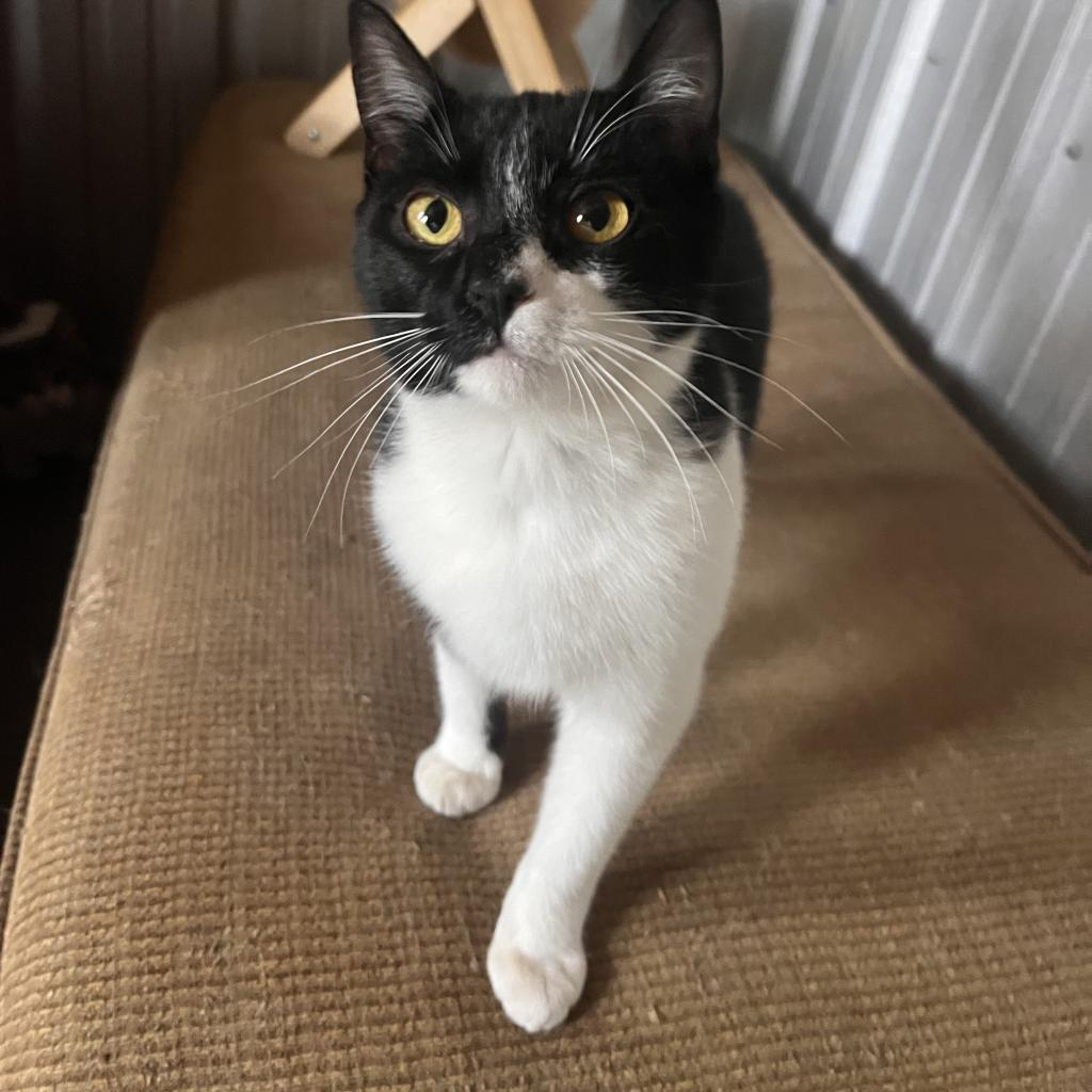 Adoptable Cats & Kittens in Jackson, TN | Chewy.com