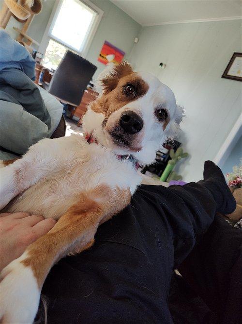 Adoptable Corgi Dogs | Chewy.com