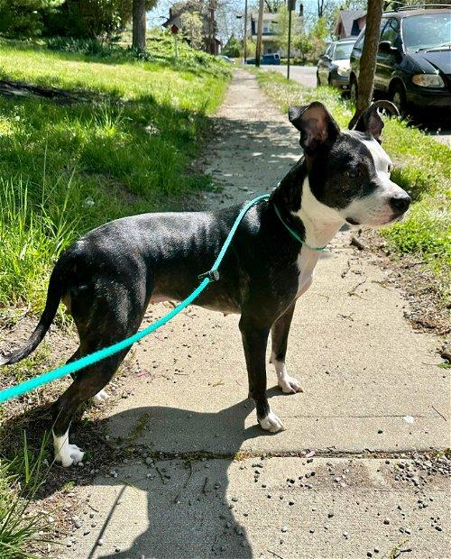 Adoptable Dogs & Puppies in Dayton, OH | Chewy.com