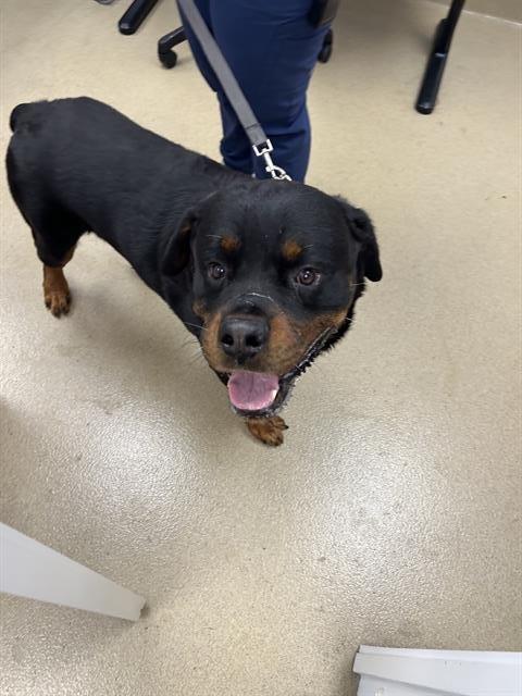 Adoptable Rottweiler Dogs | Chewy.com