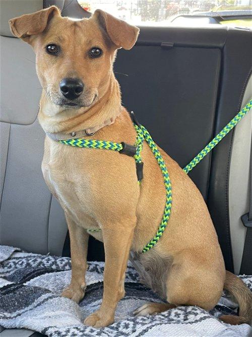 Adoptable Dogs & Puppies in Staten Island, NY | Chewy.com