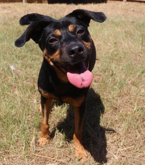 Adoptable Dogs & Puppies in Jackson, MS | Chewy.com