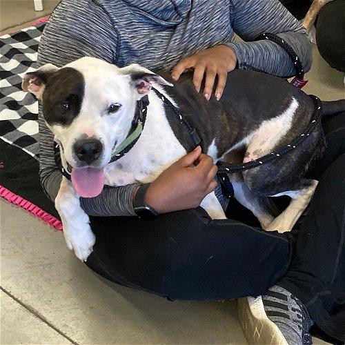 Adoptable Dogs & Puppies in Augusta, GA | Chewy.com