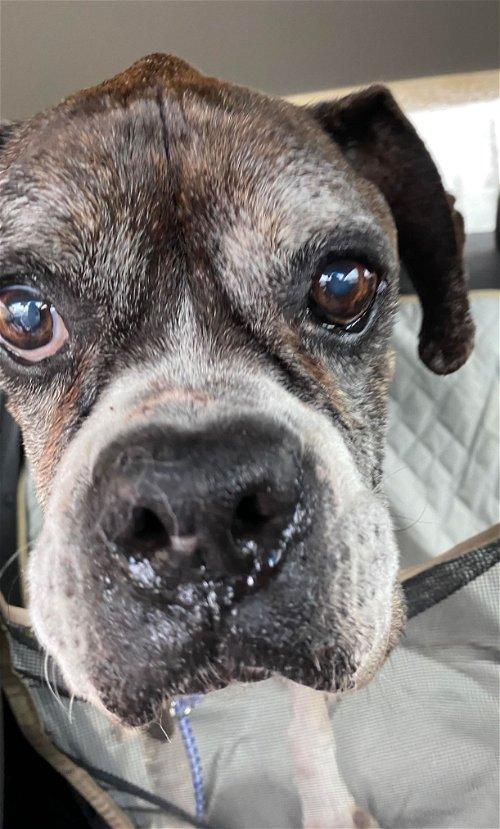 Rochester, MN Animal Shelters & Rescues | Chewy.com