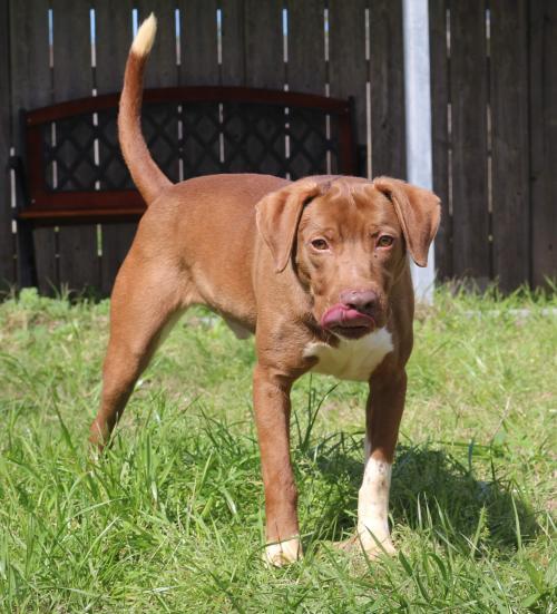 Adoptable Dogs & Puppies in Jackson, MS | Chewy.com