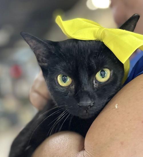 Adoptable Cats & Kittens in Fort Lauderdale, FL | Chewy.com