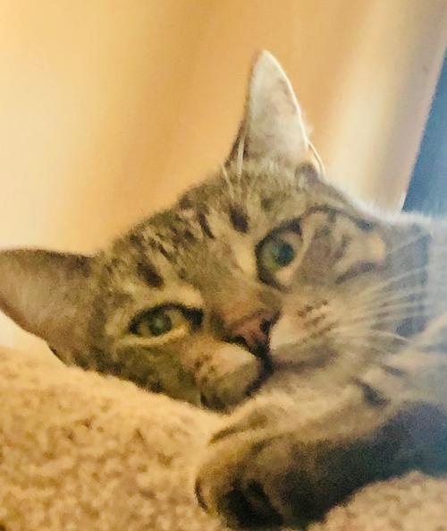 Adoptable Cats & Kittens in Tucson, AZ | Chewy.com