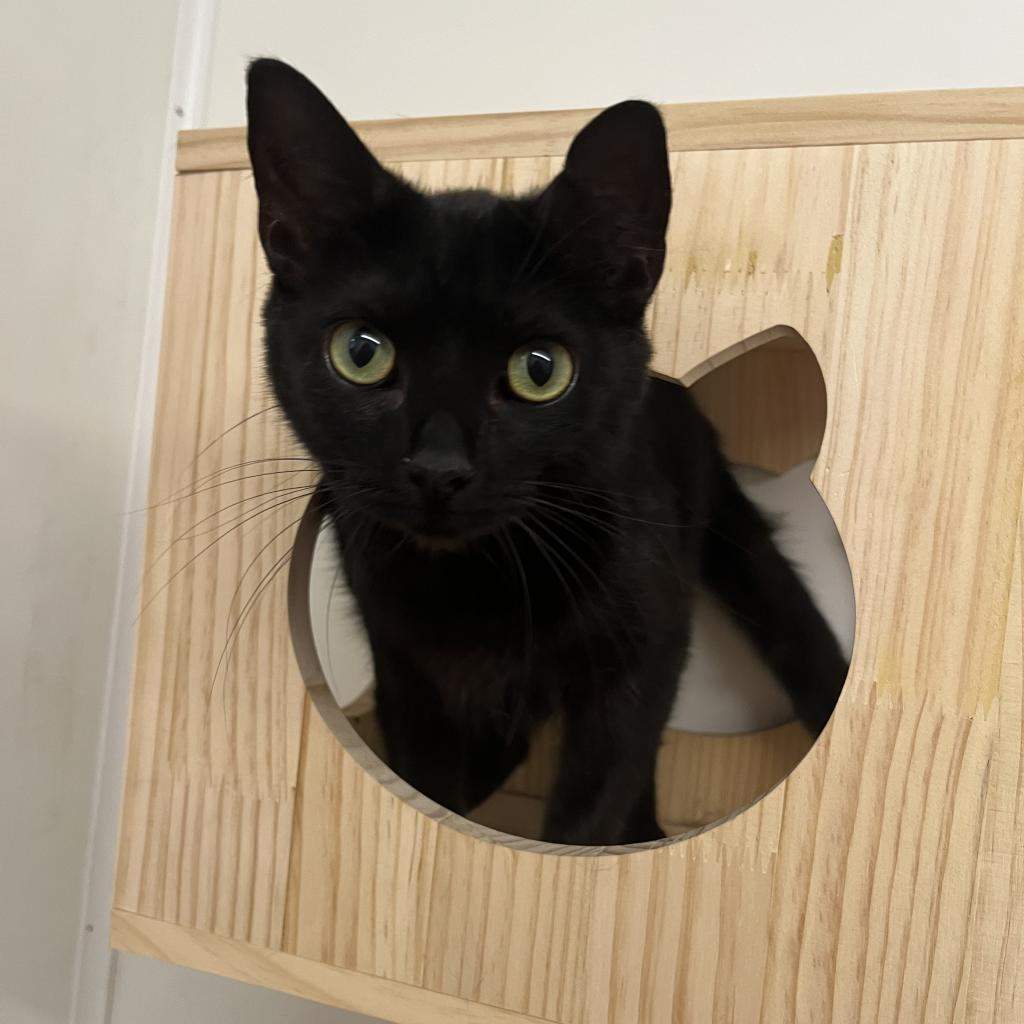 Adoptable Cats & Kittens in Mobile, AL | Chewy.com