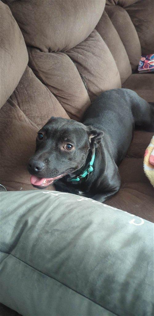 Adoptable Dogs & Puppies in Fargo, ND | Chewy.com