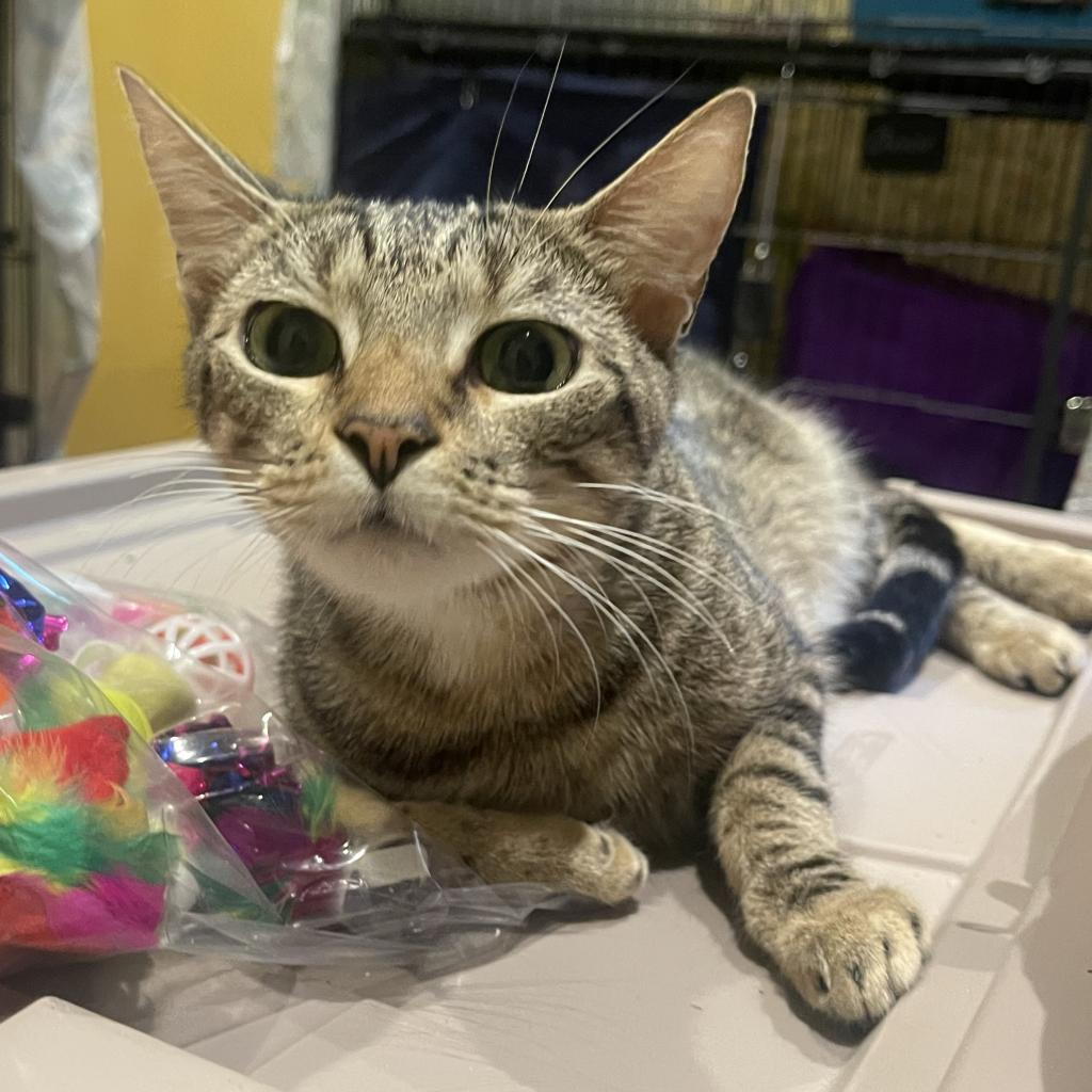 Adoptable Cats & Kittens in Fort Lauderdale, FL | Chewy.com