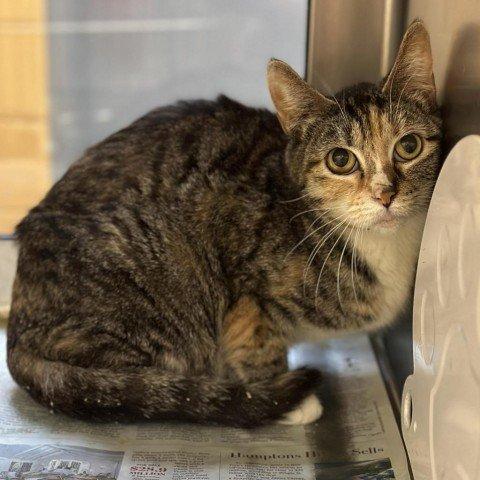 Adoptable Cats & Kittens in Overland Park, KS | Chewy.com