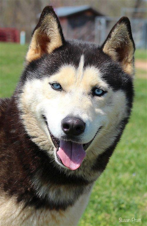 Adoptable Siberian Husky Dogs | Chewy.com