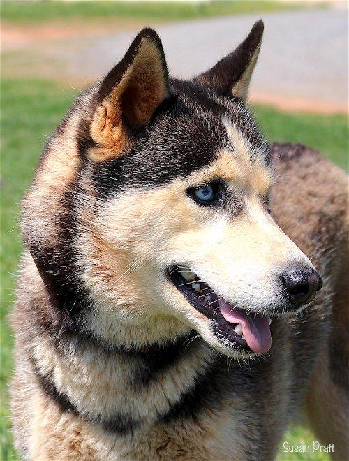 Adoptable Siberian Husky Dogs | Chewy.com