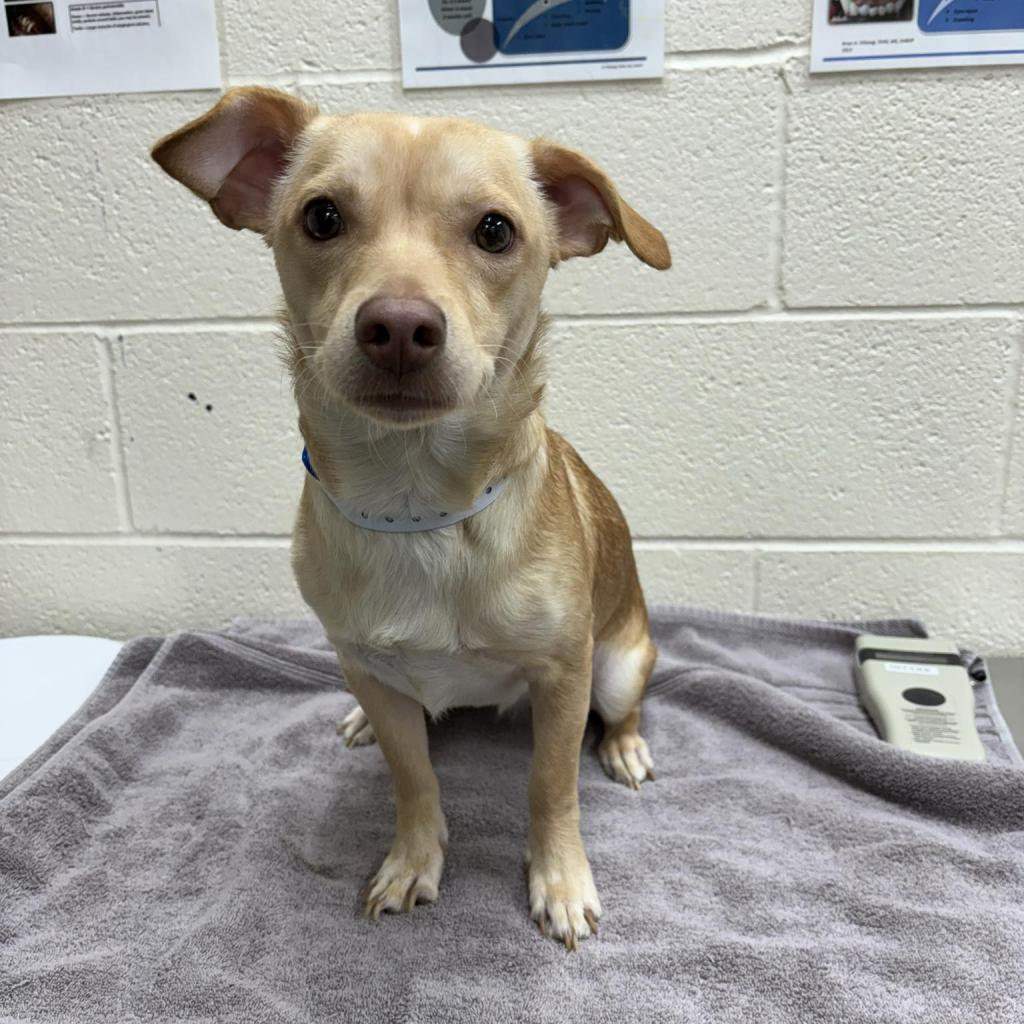 Adoptable Dogs & Puppies in Reno, NV | Chewy.com