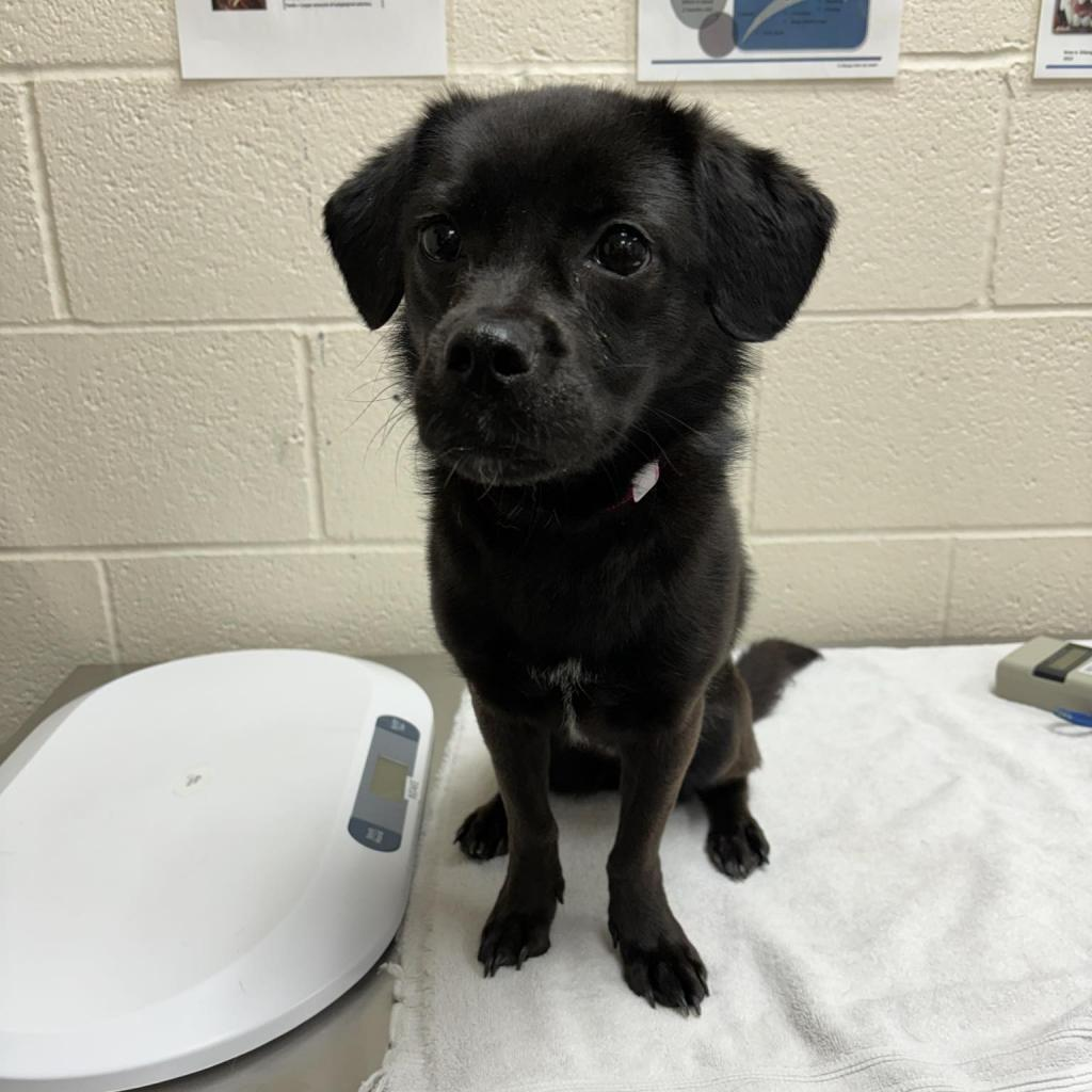 Adoptable Dogs & Puppies in Reno, NV | Chewy.com
