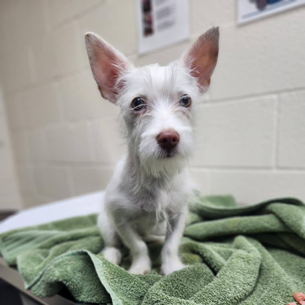 Adoptable Dogs & Puppies in Reno, NV | Chewy.com