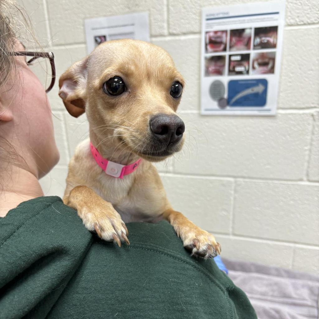 Adoptable Dogs & Puppies in Reno, NV | Chewy.com