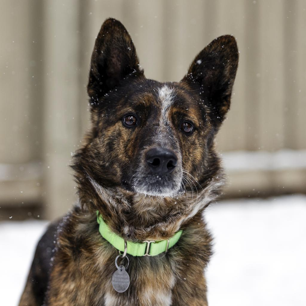 Adoptable Dogs & Puppies in Reno, NV | Chewy.com