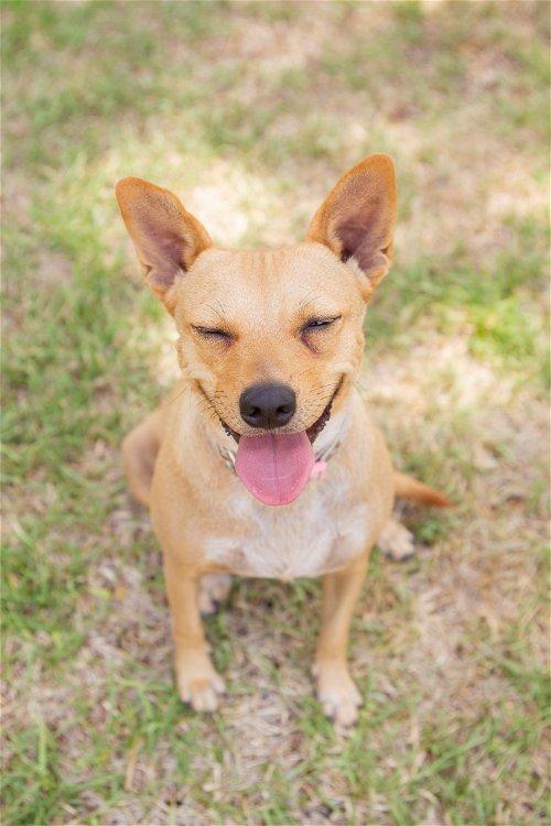 Adoptable Terrier Dogs | Chewy.com