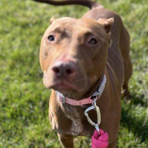 Adoptable Dogs & Puppies in Springfield, OH | Chewy.com