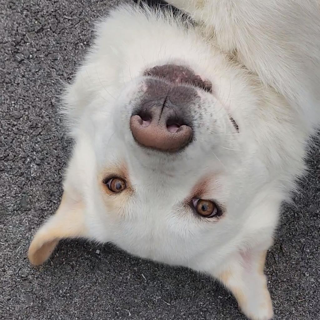 Adoptable Dogs & Puppies in Philadelphia, PA | Chewy.com