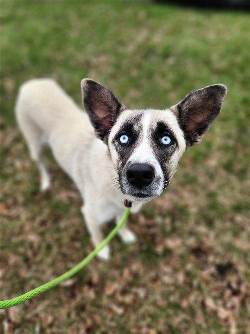 Adoptable Dogs & Puppies in Minneapolis, MN | Chewy.com