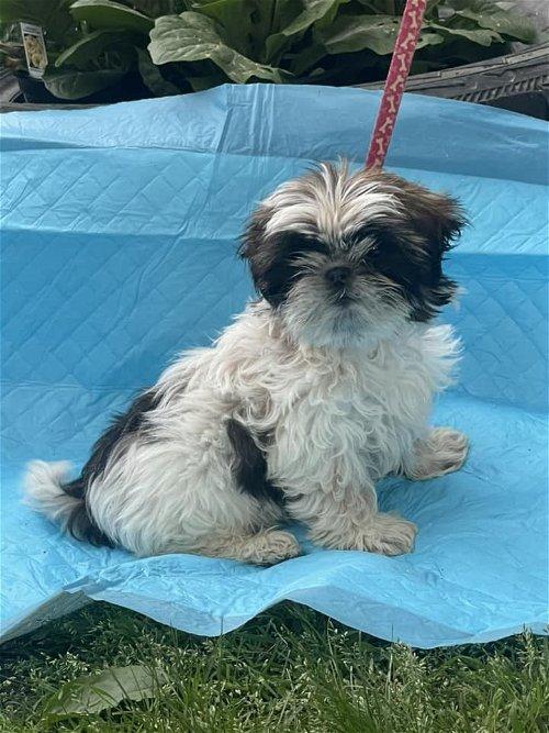 Adoptable Dogs & Puppies in Rochester, NY | Chewy.com