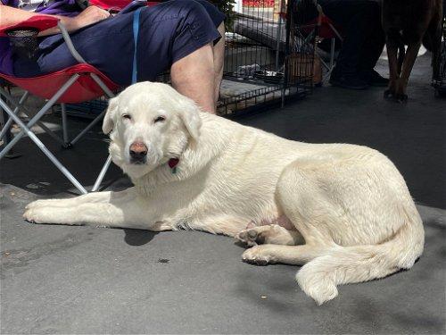 Adoptable Dogs & Puppies in Fresno, CA | Chewy.com