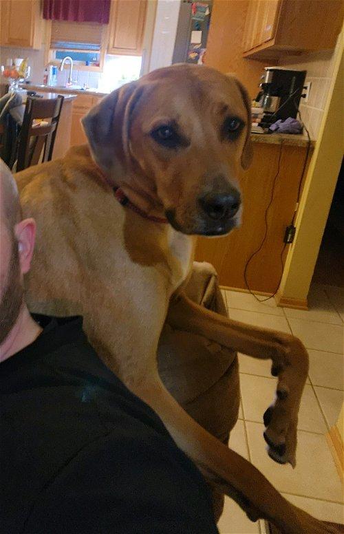 Adoptable Dogs & Puppies in Des Moines, IA | Chewy.com