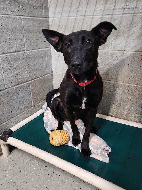 Adoptable Dogs & Puppies in Fargo, ND | Chewy.com