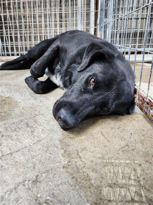 Adoptable Dogs & Puppies in Fargo, ND | Chewy.com