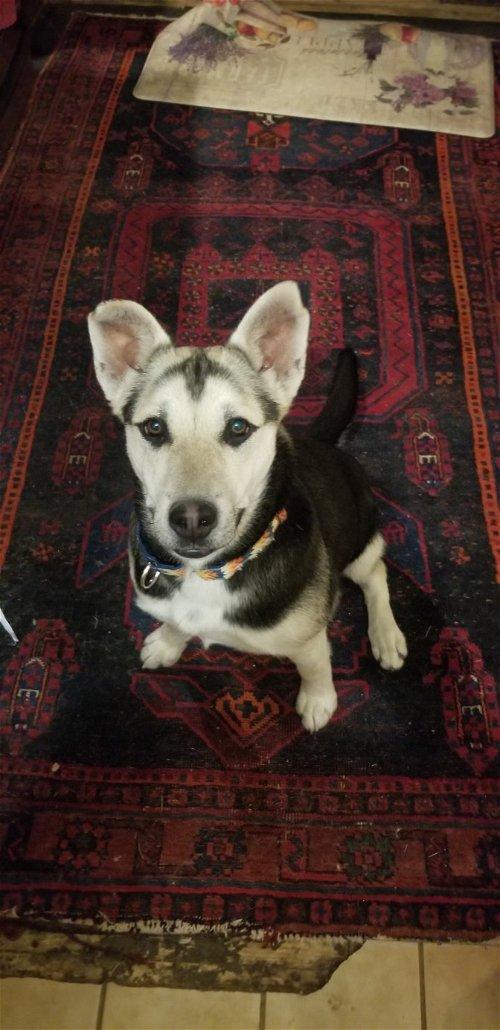 Adoptable Dogs & Puppies in Albuquerque, NM | Chewy.com