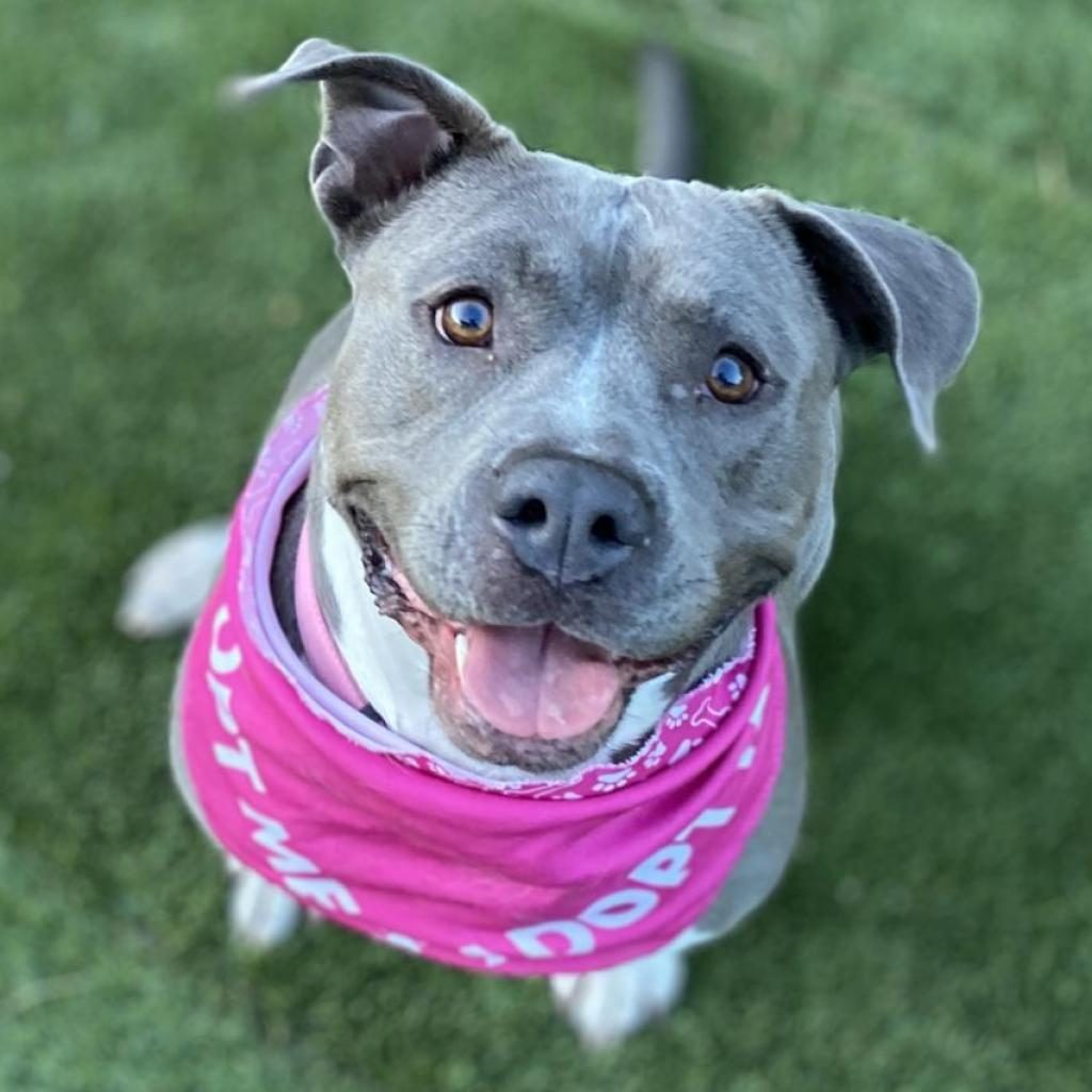 Adoptable Dogs & Puppies in Gilbert, AZ | Chewy.com