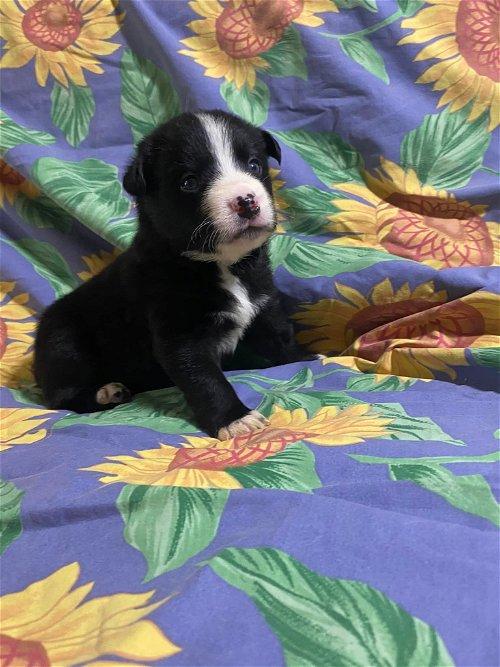 Adoptable Border Collie Dogs | Chewy.com