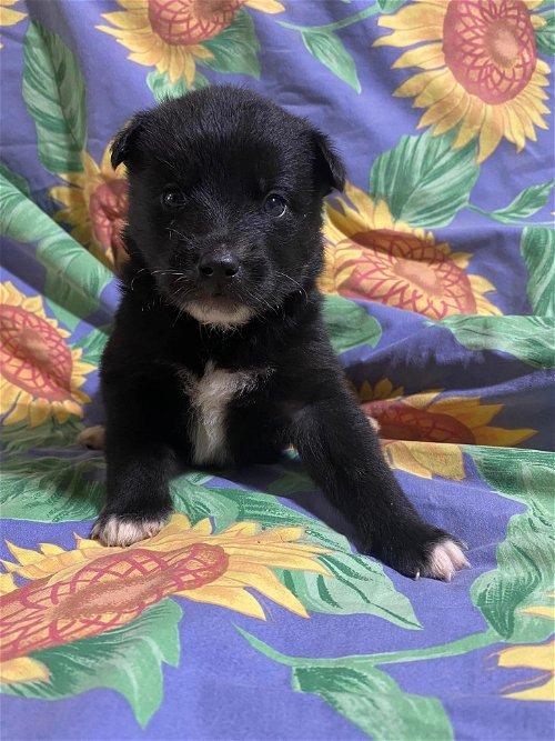 Adoptable Border Collie Dogs | Chewy.com