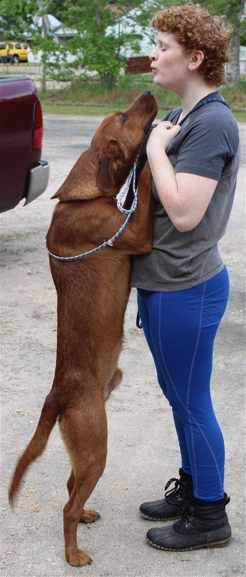 Adoptable Redbone Coonhound Dogs | Chewy.com