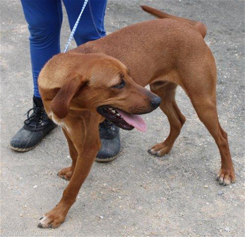 Adoptable Redbone Coonhound Dogs | Chewy.com
