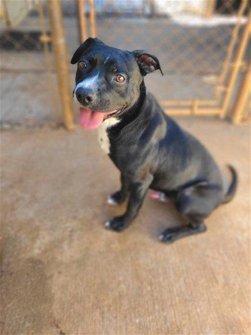 Huntsville, AL Animal Shelters & Rescues | Chewy.com