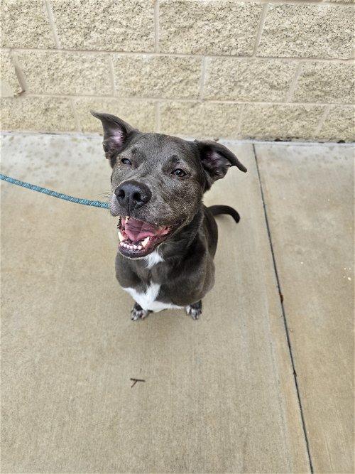 Adoptable Blue Lacy Dogs | Chewy.com