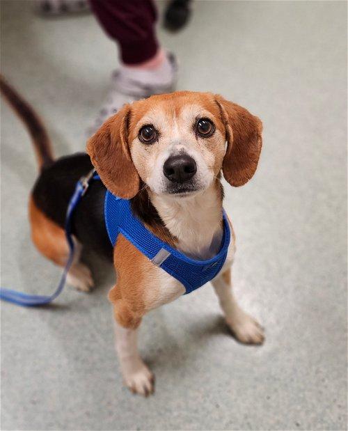 Adoptable Dogs & Puppies in York, PA | Chewy.com