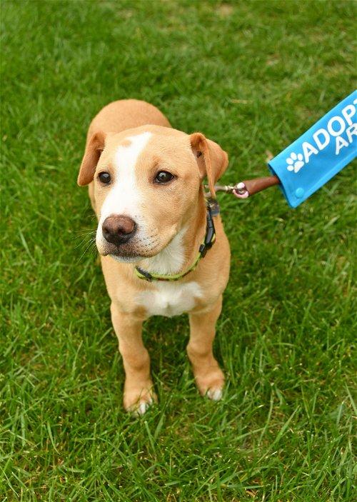 Adoptable American Pit Bull Terrier Dogs | Chewy.com