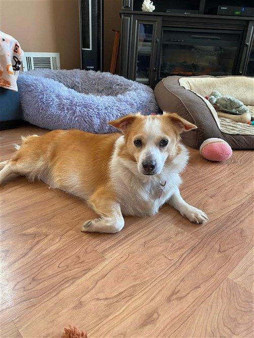 Adoptable Corgi Dogs | Chewy.com