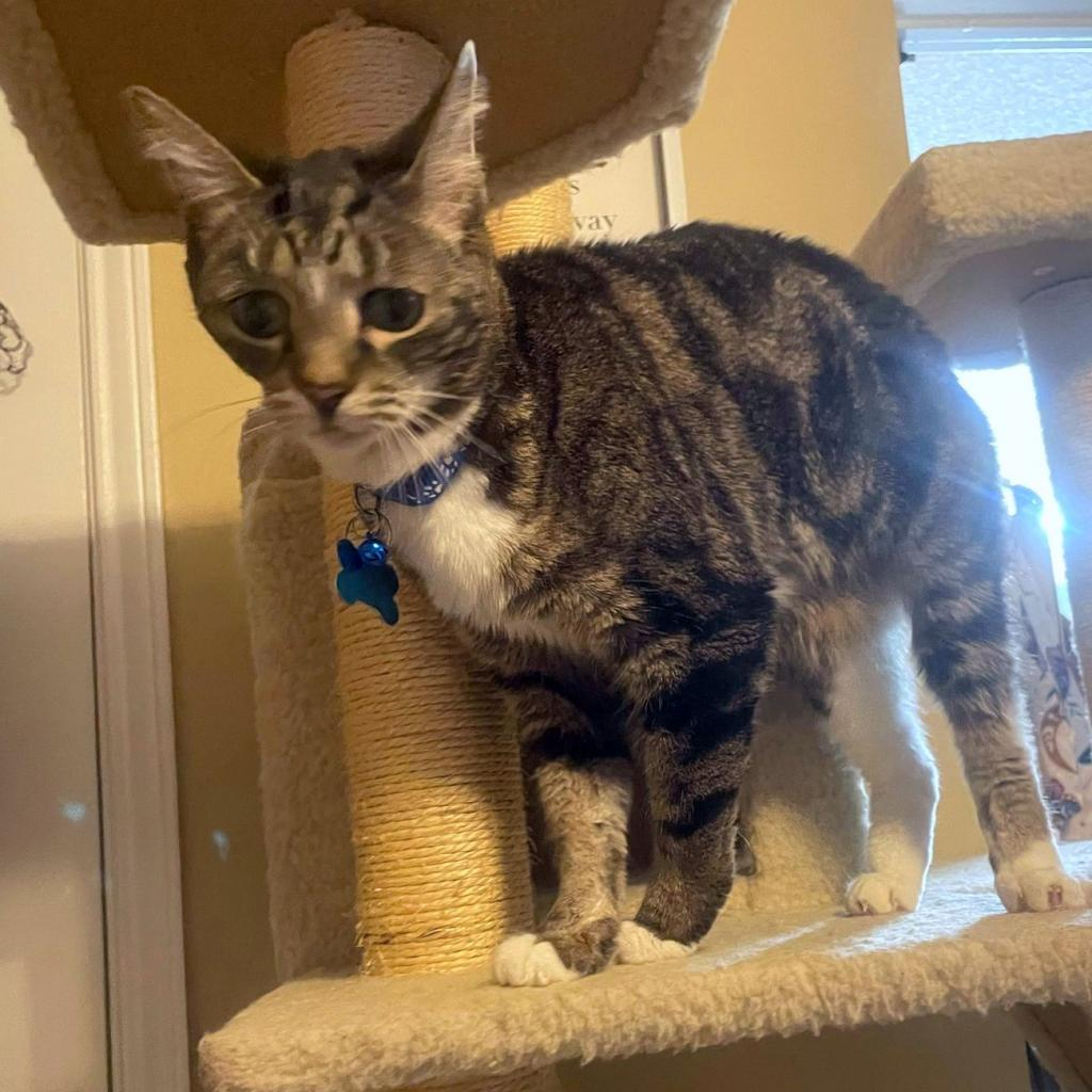 Adoptable Cats & Kittens in Birmingham, AL | Chewy.com