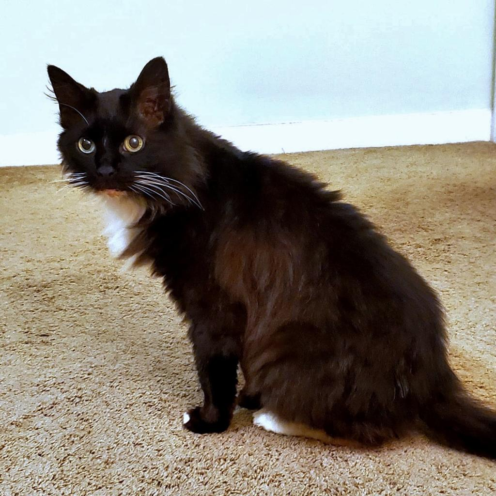 Adoptable Cats & Kittens in Birmingham, AL | Chewy.com