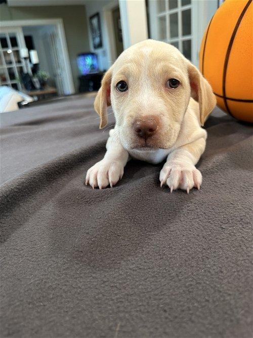 Adoptable Corgi Dogs | Chewy.com